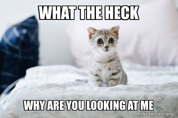 what the heck why are you looking at me - Cute Kitten Meme Generator