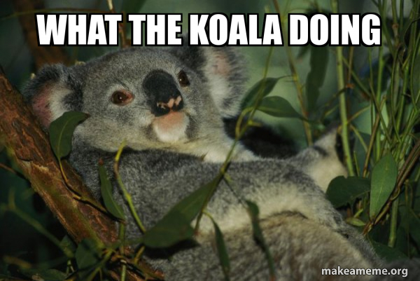 what the koala doing - Laid Back Koala Meme Generator