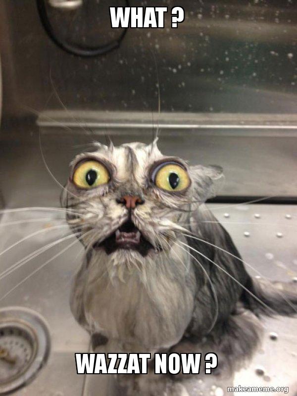 what ? wazzat now ? - Cat bath Meme Generator