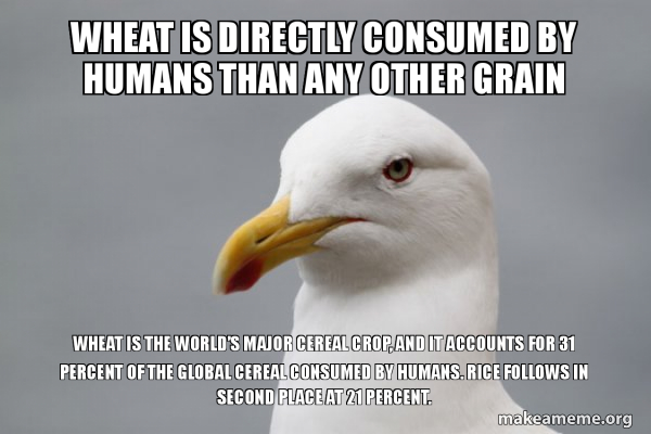 wheat is directly consumed by humans than any other grain Wheat is the ...