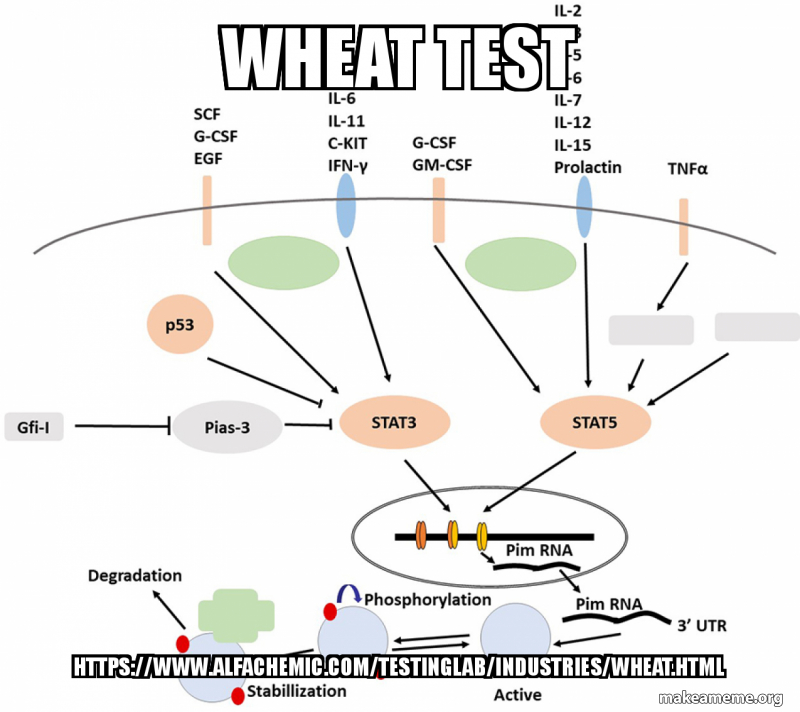 wheat test https://www.alfachemic.com/testinglab/industries/wheat.html ...