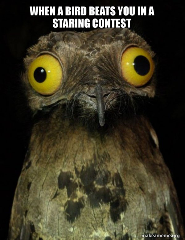 Staring Contest Meme