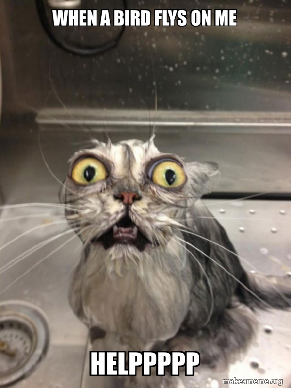 When a bird flys on me Helppppp - Cat bath Meme Generator