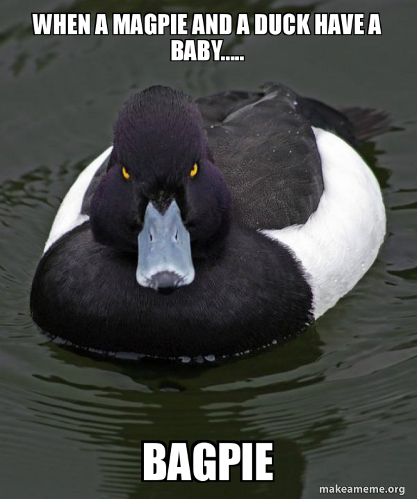 WHEN A MAGPIE AND A DUCK HAVE A BABY..... BAGPIE - Revenge Duck ( Angry ...