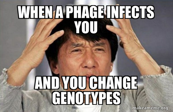 When a phage infects you And you change genotypes - Jackie Chan Why ...