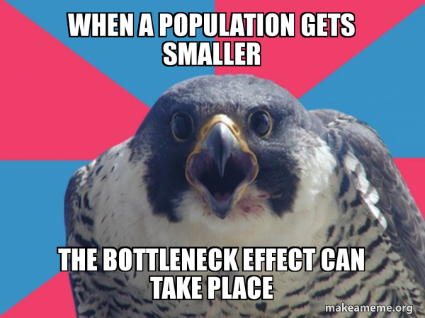 when a population gets smaller the bottleneck effect can take place ...