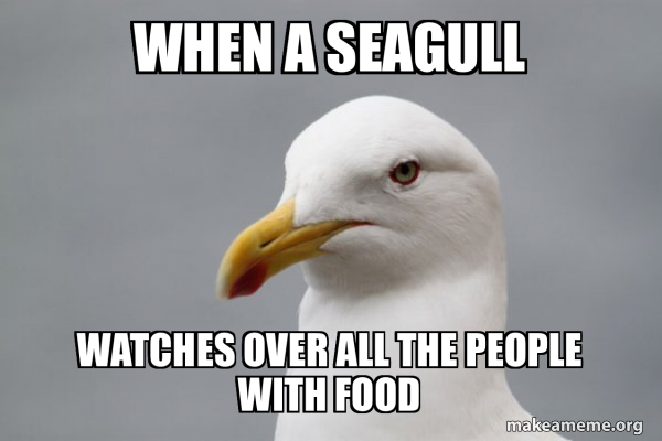 When a Seagull watches over all the people with food - Stuff That Didn ...
