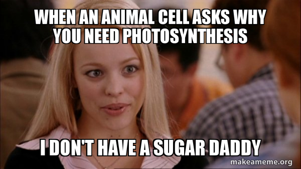 Animal Cell Memes Dogs Running On Empty Brain Cells 🤣🐶 NEW Funny
