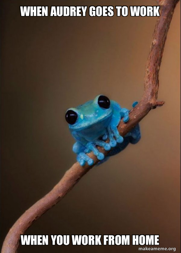 when audrey goes to work when you work from home - Small Fact Frog Meme ...