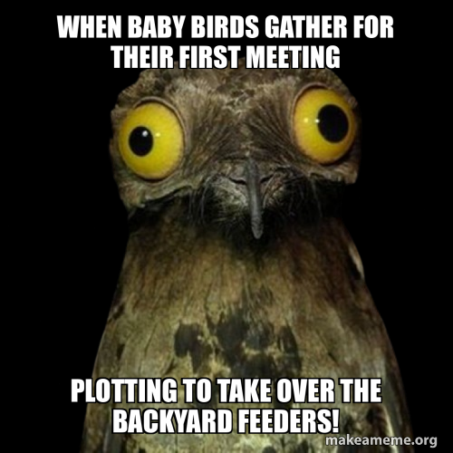 When baby birds gather for their first meeting Plotting to take over ...