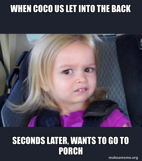 When coco us let into the back Seconds later, wants to go to porch ...