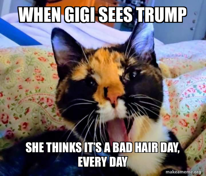 When Gigi sees Trump She thinks it’s a bad hair day, every day Meme ...