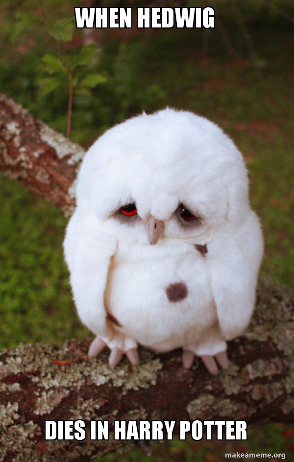 When Hedwig Dies in Harry Potter - Sad Owl Meme Generator