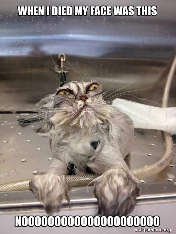 When i died my face was this Nooooooooooooooooooooo - Cat Bath Returns ...