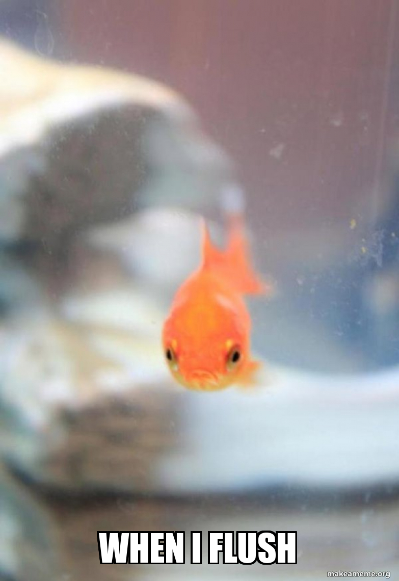 when i flush - Grumpy Fish Meme Generator