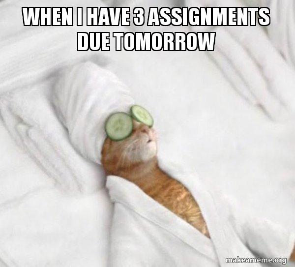 when I have 3 assignments due tomorrow - Pampered Cat Meme Meme Generator