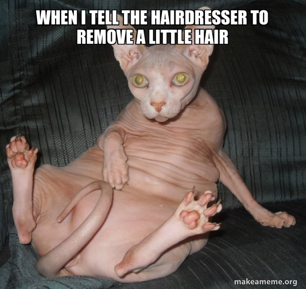 when I tell the hairdresser to remove a little hair - Hairless Cat Meme ...