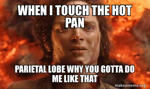 When I touch the hot pan Parietal lobe why you gotta do me like that ...