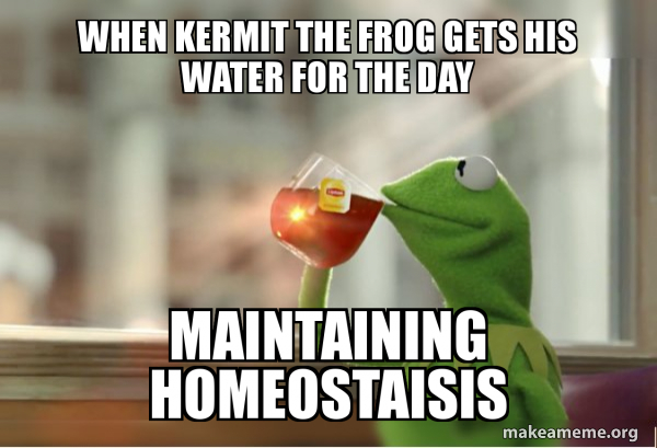 Kermit Drinkt Meme Kermit Frog Meme Stickers For Water Bottles,