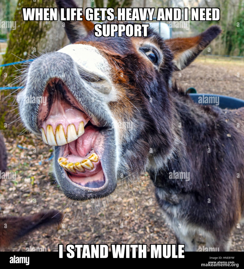 When life gets heavy and I need support I STAND WITH MULE - I STAND ...
