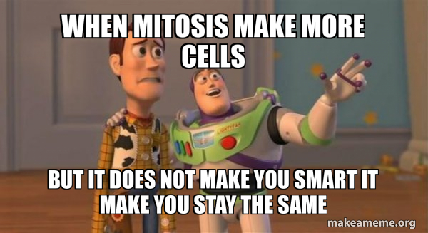when mitosis make more cells but it does not make you smart it make you ...