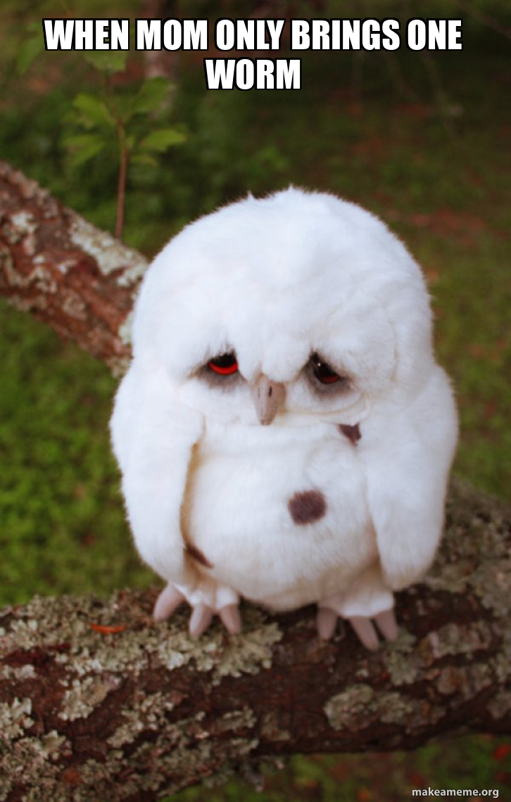 When mom only brings one worm - Sad Owl Meme Generator