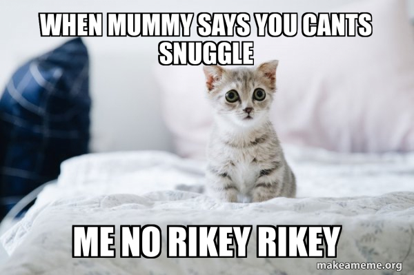 When mummy says you cants snuggle me no rikey rikey - Cute Kitten Meme ...