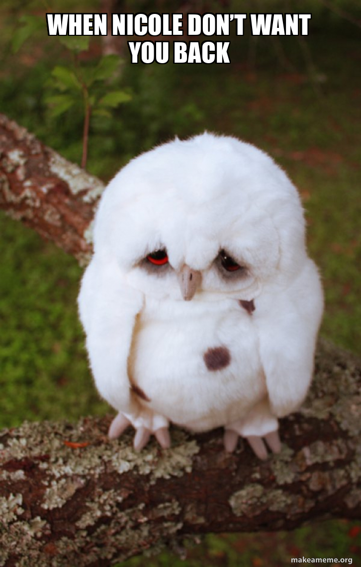 When Nicole don’t want you back - Sad Owl Meme Generator