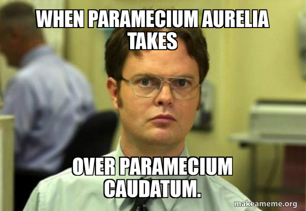 When Paramecium Aurelia takes over Paramecium Caudatum. - Schrute Facts ...