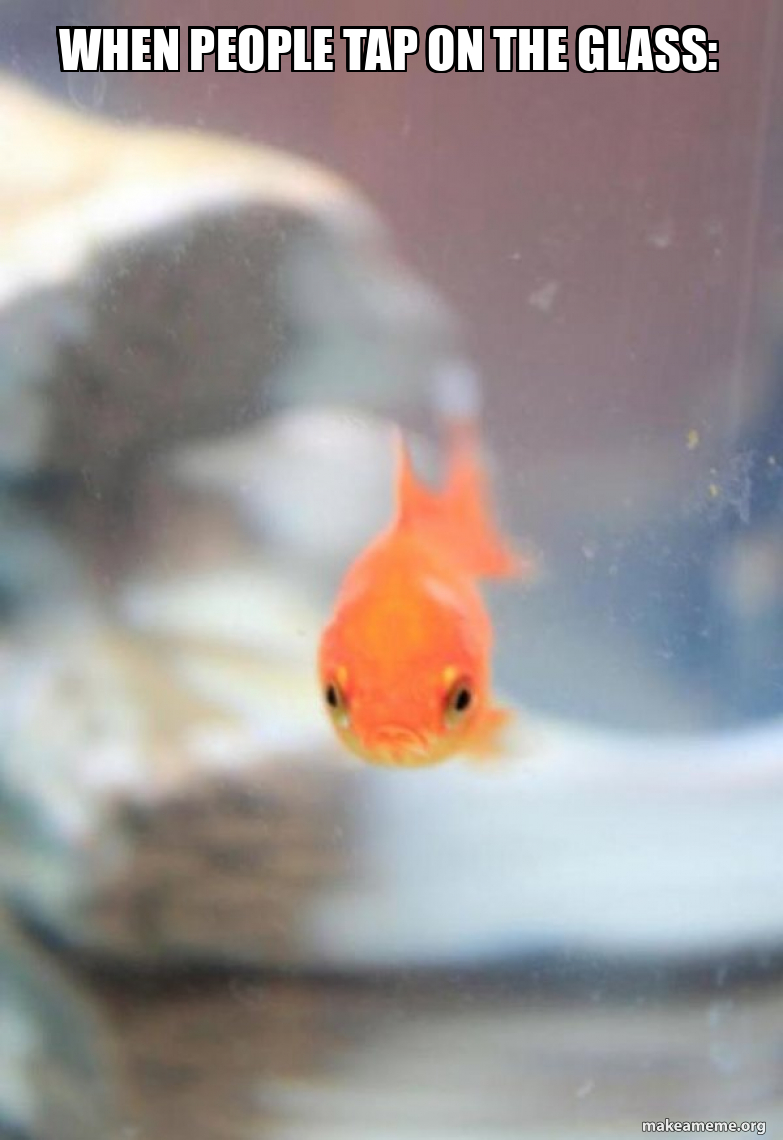 When people tap on the glass: - Grumpy Fish Meme Generator