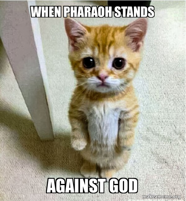When Pharaoh stands Against God - Cute Cat Standing Meme Generator