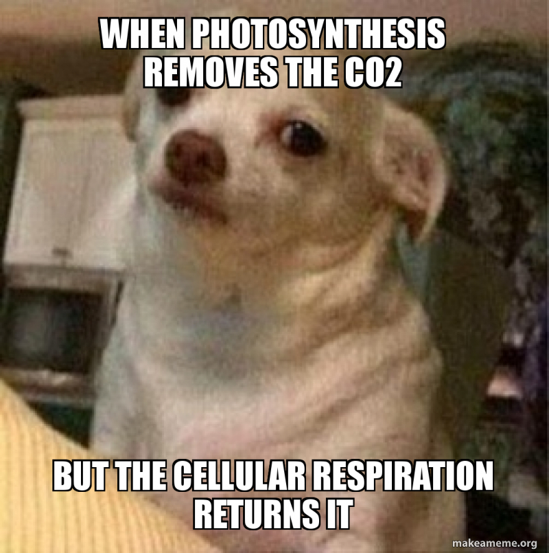 When photosynthesis removes the Co2 but the cellular respiration ...