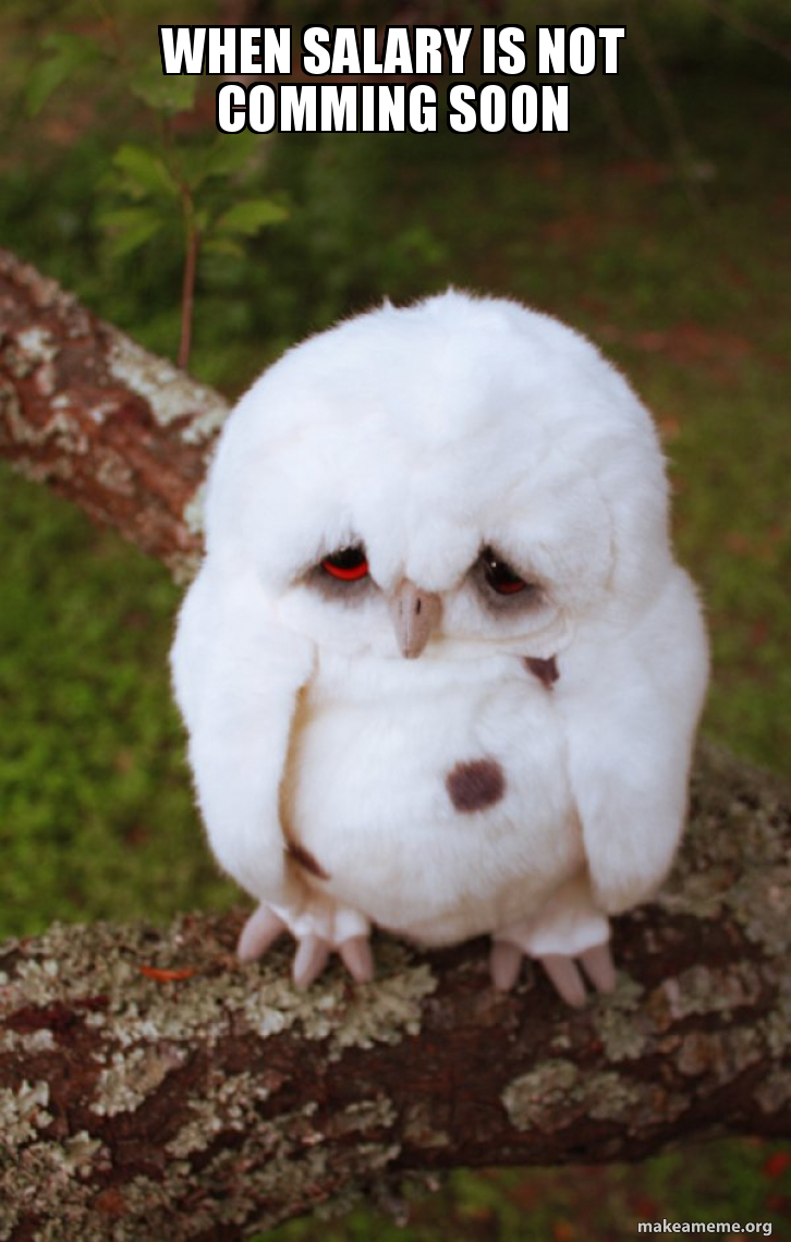 When salary is not comming soon - Sad Owl Meme Generator