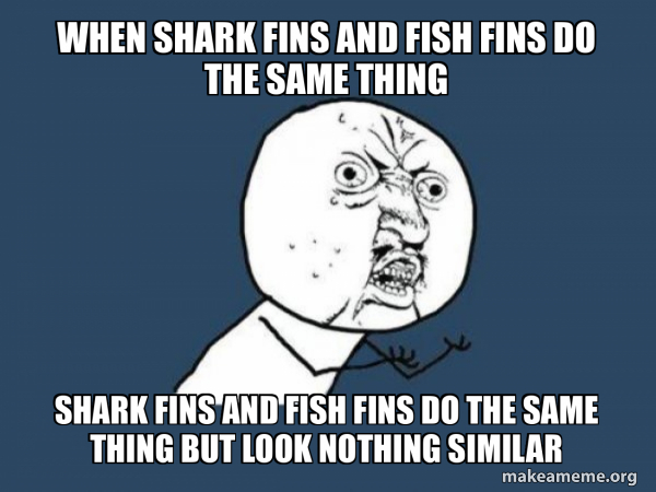 When Shark fins and fish fins do the same thing Shark fins and fish ...