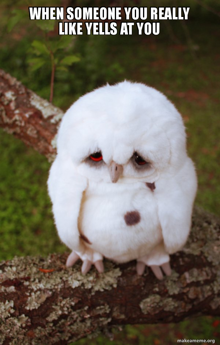 When someone you really like yells at you - Sad Owl Meme Generator