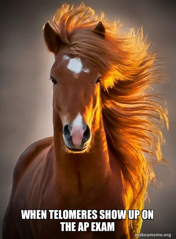 when telomeres show up on the ap exam - Ridiculously photogenic horse ...