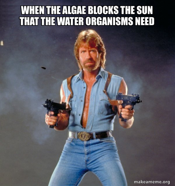 when the algae blocks the sun that the water organisms need - Chuck ...