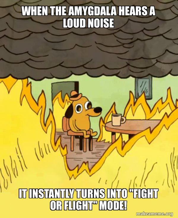 When the amygdala hears a loud noise It instantly turns into "Fight or ...