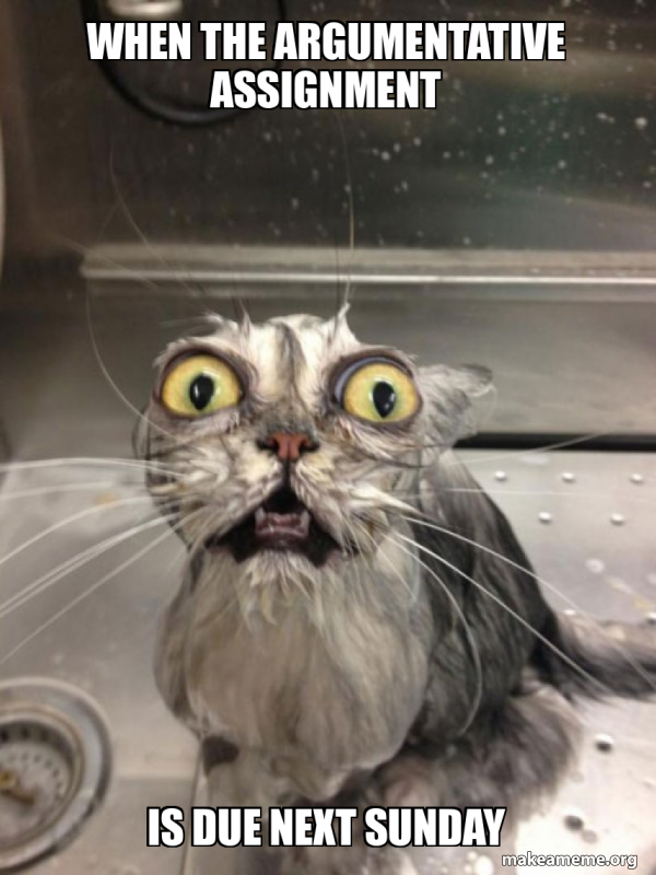 When the argumentative assignment Is due next Sunday - Cat bath Meme ...
