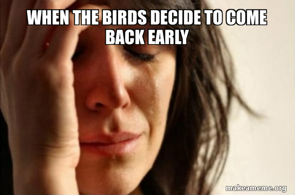 when the birds decide to come back early - First World Problems Meme ...