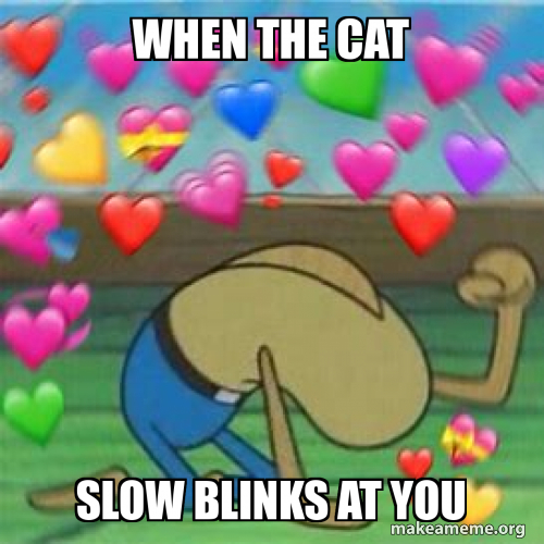 When the cat slow blinks at you Meme Generator