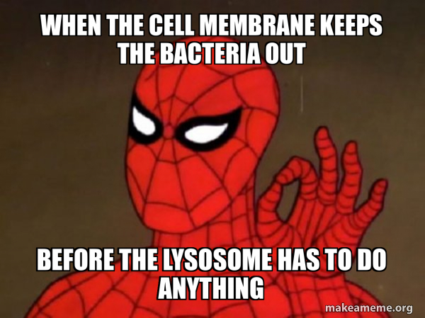 When the cell membrane keeps the bacteria out before the lysosome has ...