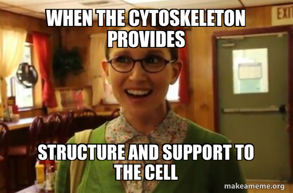 When the cytoskeleton provides structure and support to the cell ...