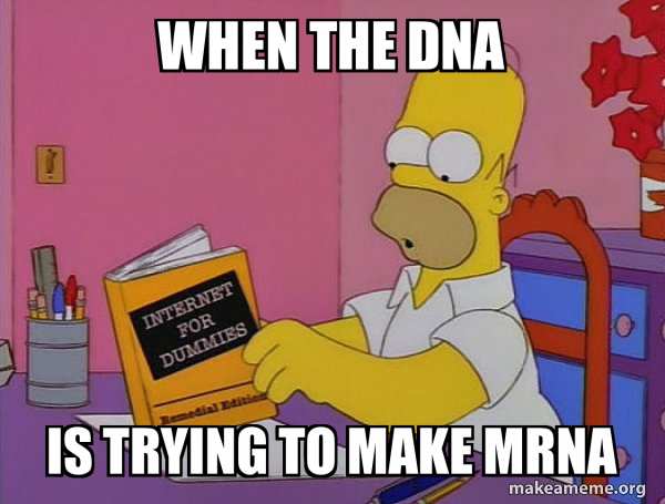 When the Dna Is trying to make mRNA - Internets Homer Meme Generator