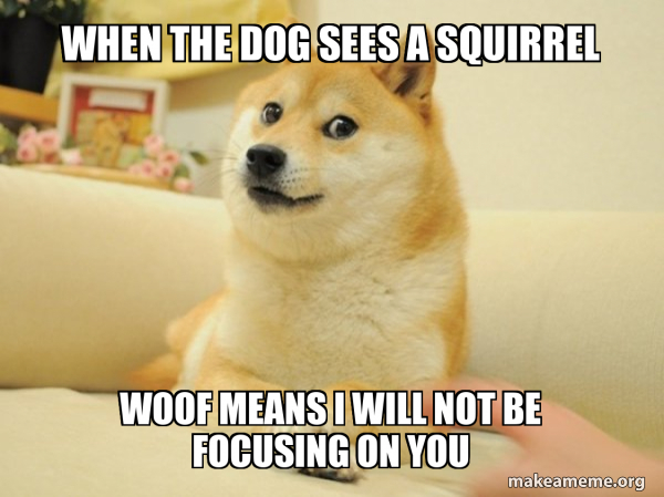 When the dog sees a squirrel Woof means I will not be focusing on you ...