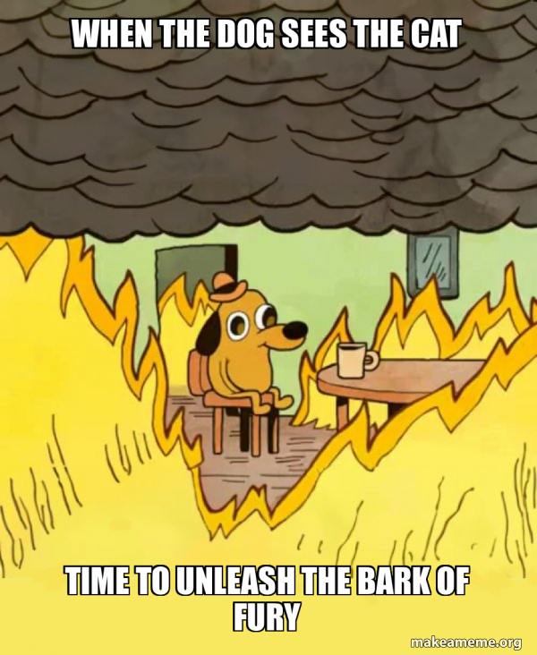 When the dog sees the cat Time to unleash the bark of fury - This Is ...