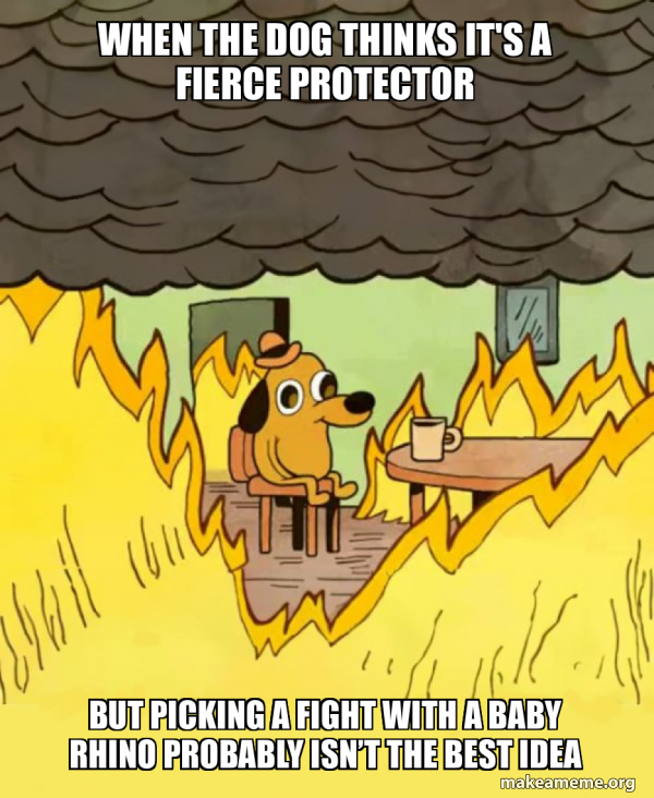 When the dog thinks it's a fierce protector But picking a fight with a ...