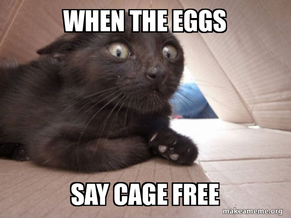 When the eggs say cage free - Schitzo Cat Meme Generator