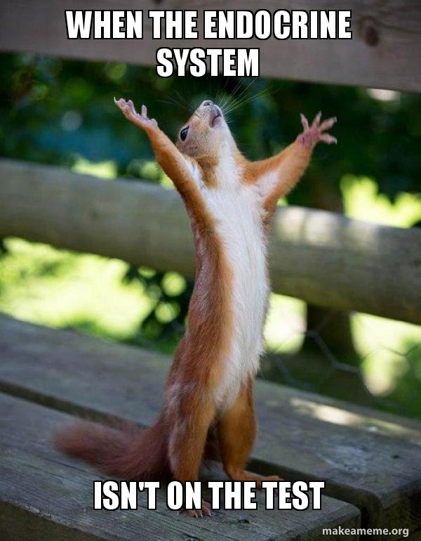 when the endocrine system isn't on the test - Happy Squirrel Meme Generator
