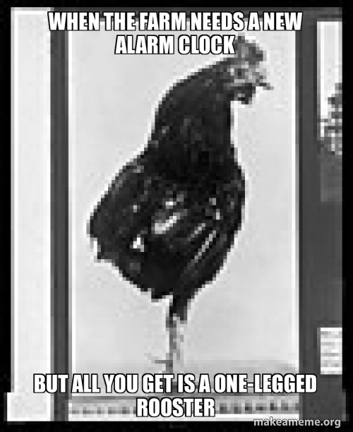 When the farm needs a new alarm clock But all you get is a one-legged ...